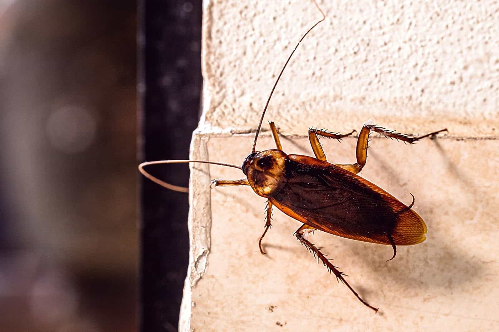 Warning Signs of a Cockroach Infestation: What's That Smell? | Arrow ...